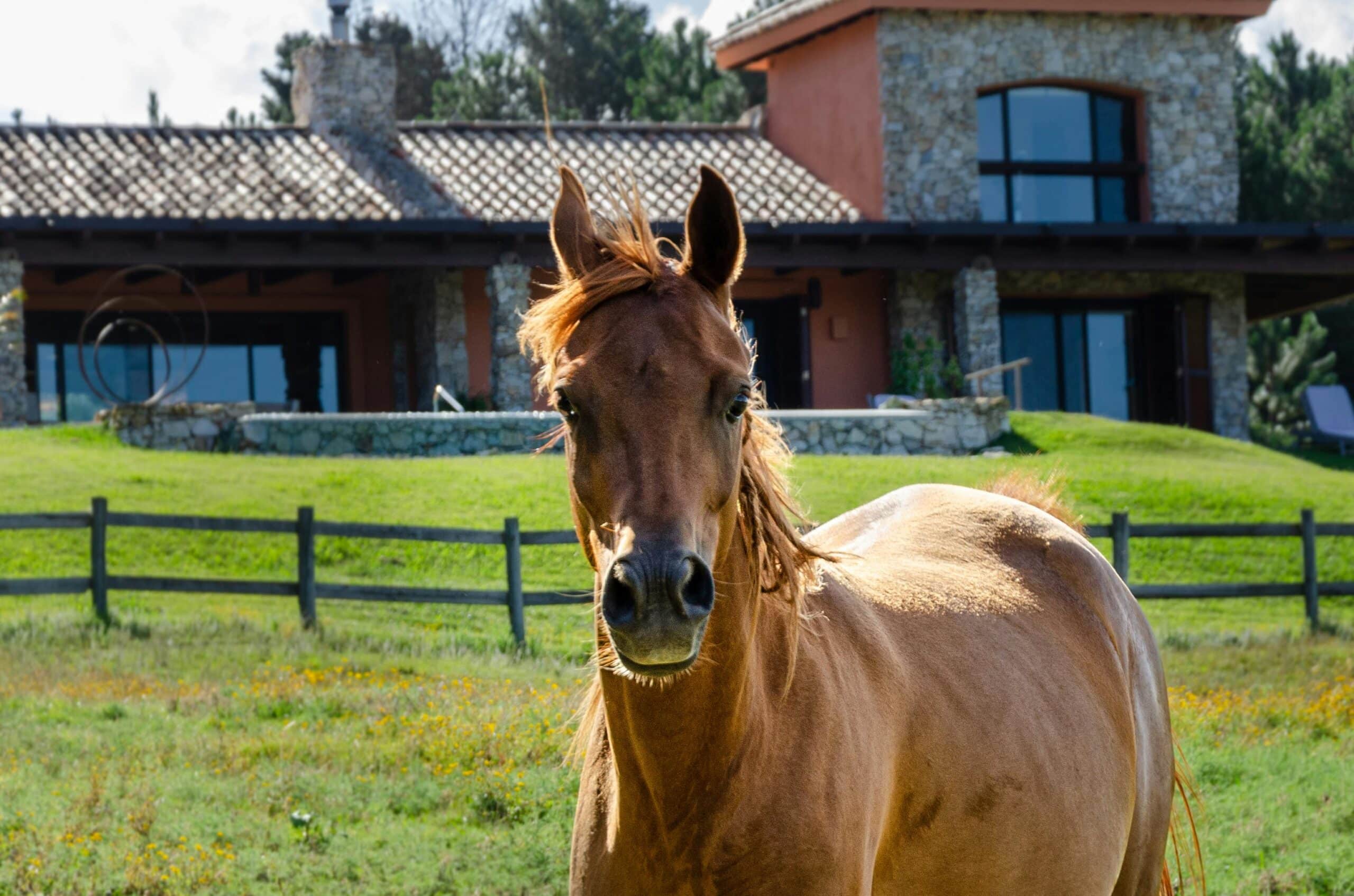 Equine Properties for Sale - Ocala Horse Properties